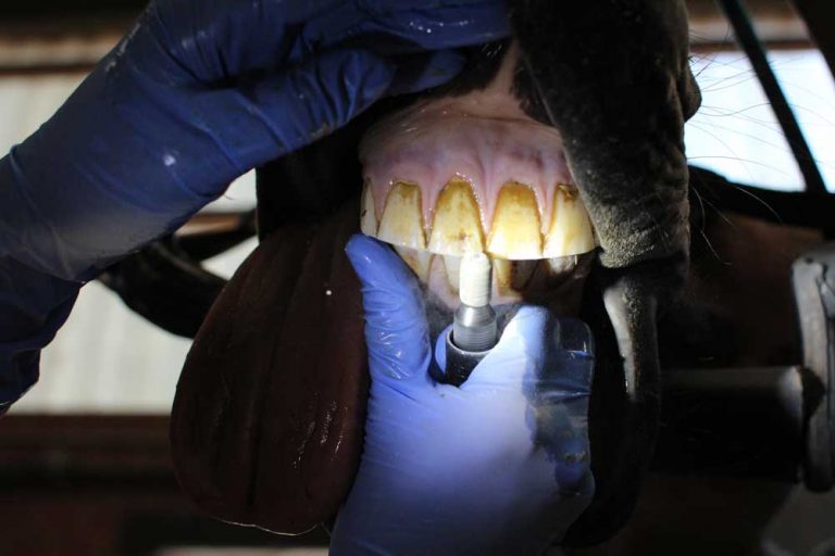 Zahnheilkunde Pferd - Tierarztpraxis Dr. Winand GmbH Bonn